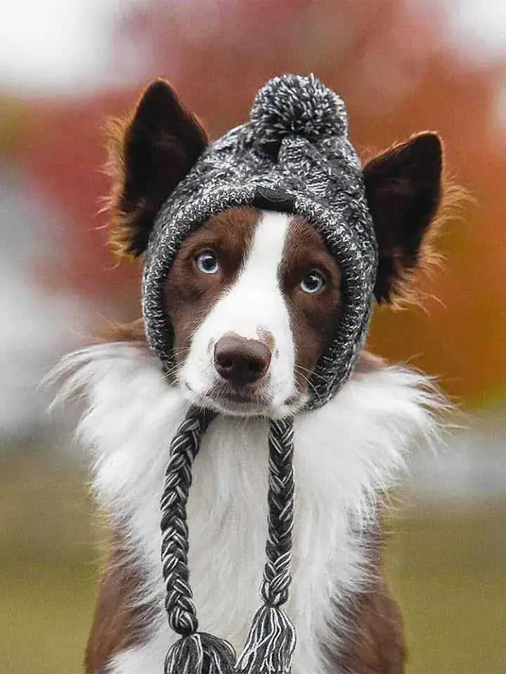 Canine Cap Companion – AKIRA-PRO-SUPPLIES